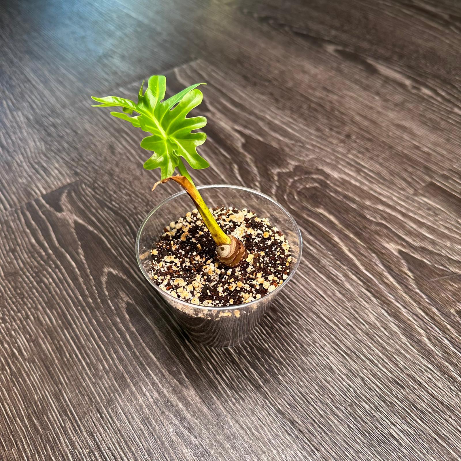 Propagation Thaumatophyllum Bipinnatifidum | Plant Haven